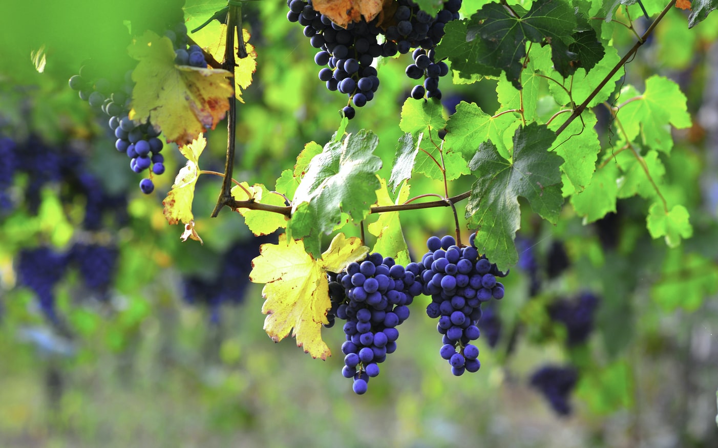 Detection and monitoring of the water status of the vine - TerraNIS